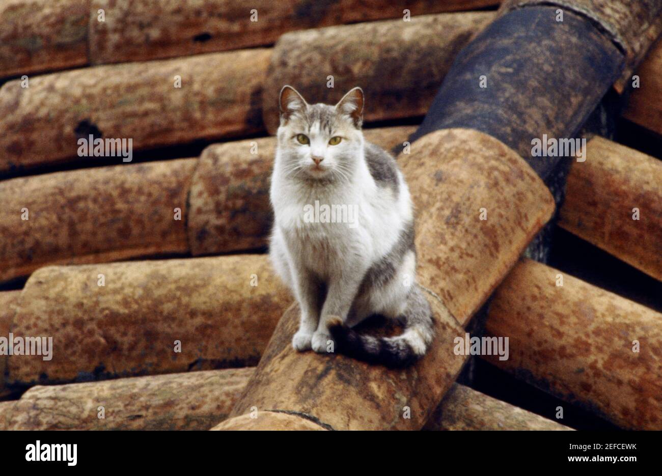Portrait of a cat sitting on shingles Stock Photo - Alamy