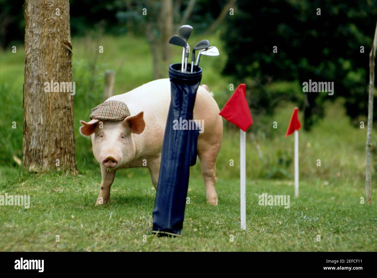 Pig standing in front of a golf bag Stock Photo - Alamy