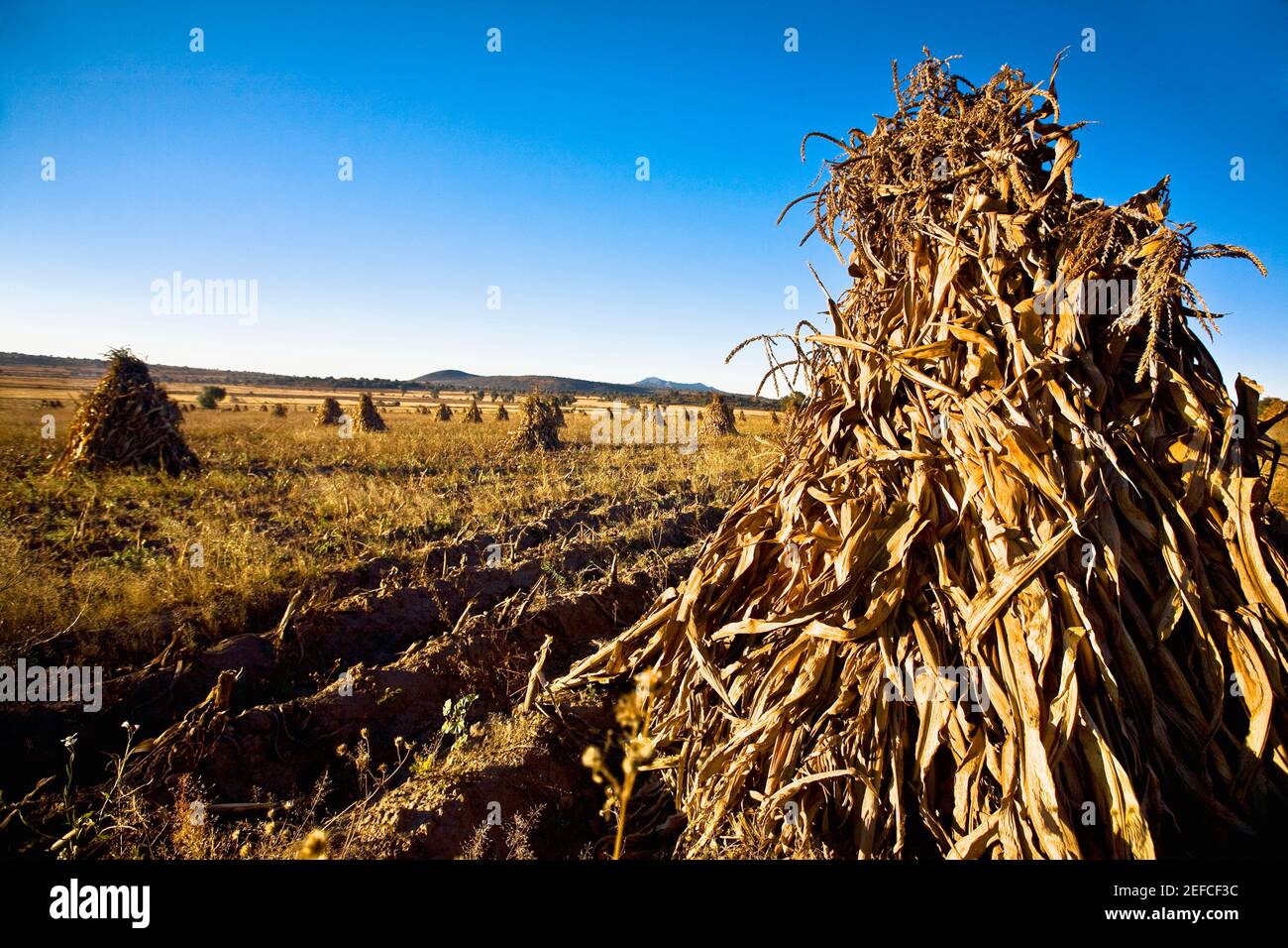 Corn crop field mexico hi-res stock photography and images - Alamy
