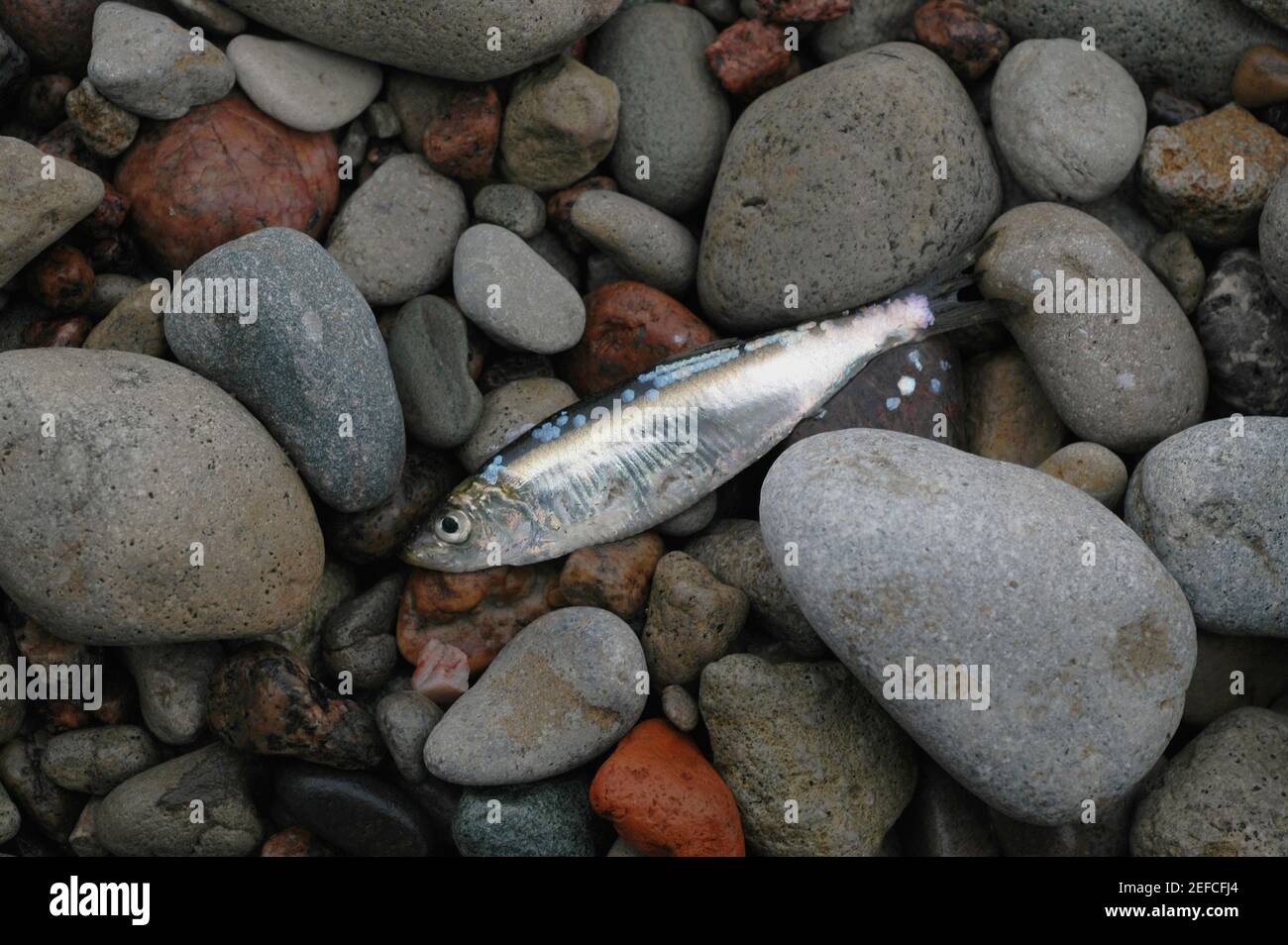 Dead Fish Underwater High Resolution Stock Photography and Images - Alamy