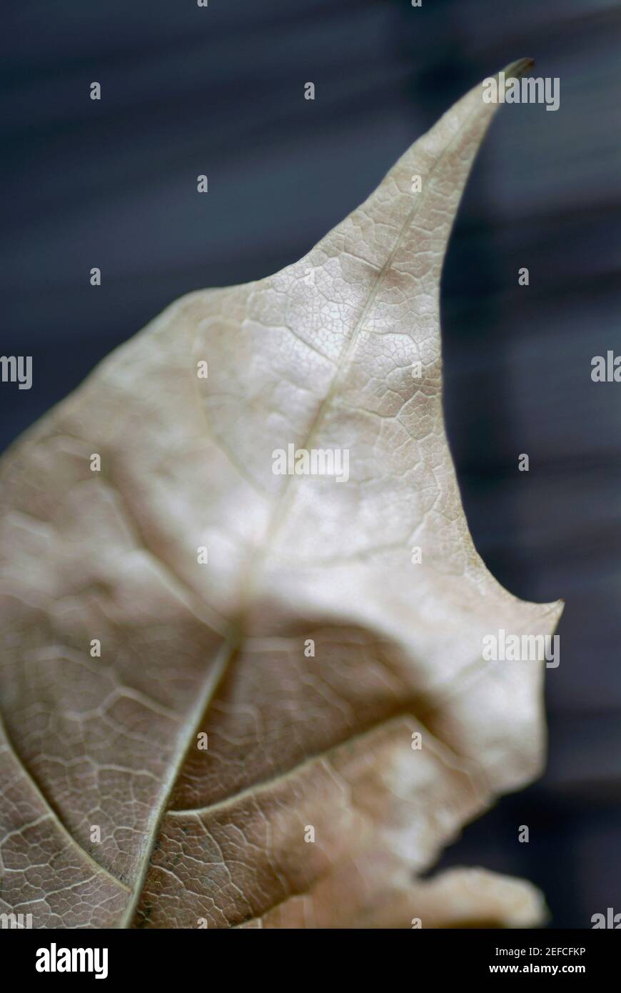 Dried up to change color hi-res stock photography and images - Alamy