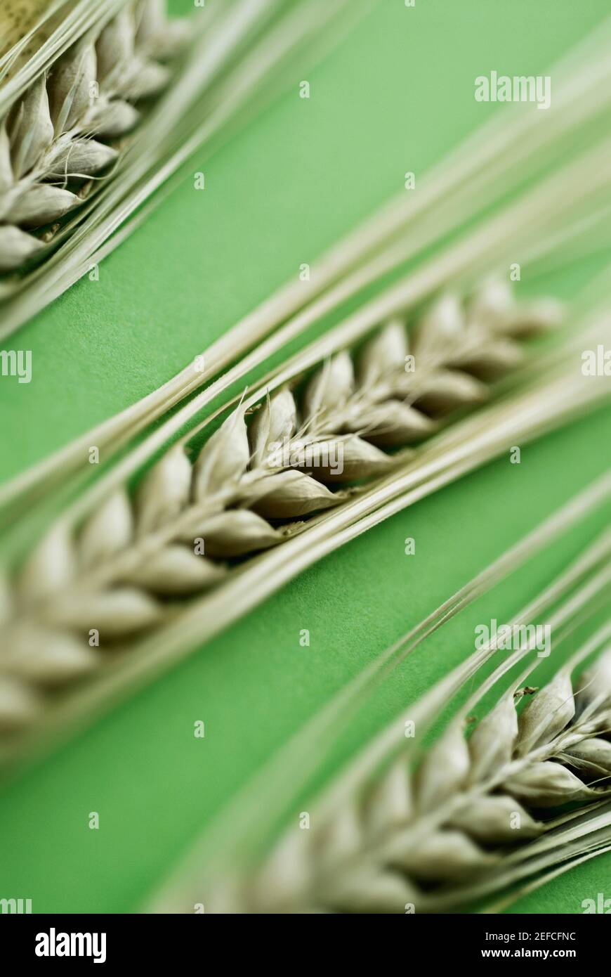 Three stalks of wheat hi-res stock photography and images - Alamy