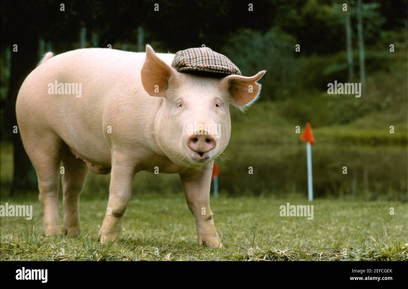 Pig wearing a cap Stock Photo - Alamy