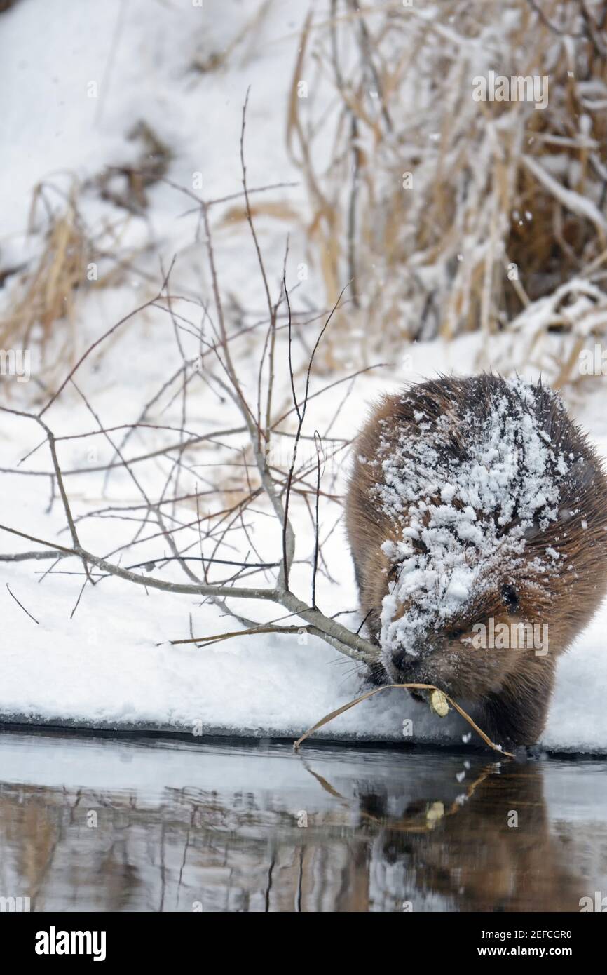 Beaver feeding in the nature hi-res stock photography and images - Alamy