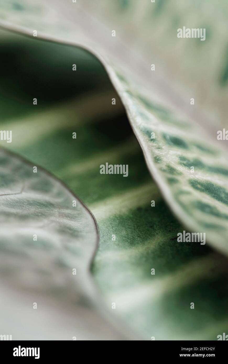 Depth of field leaf hi-res stock photography and images - Alamy