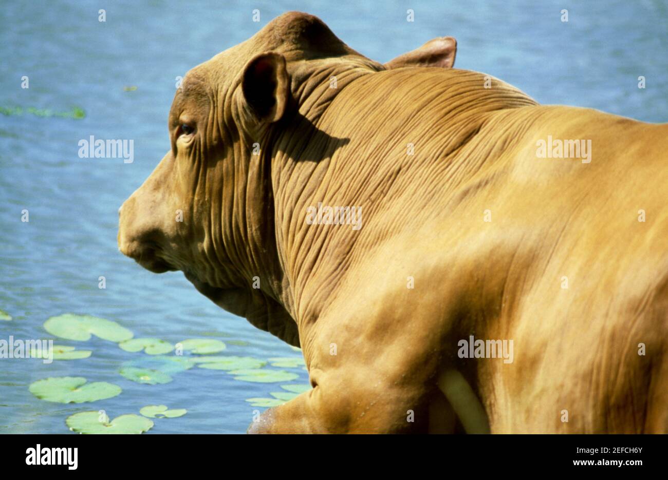 Bull plant hi-res stock photography and images - Alamy