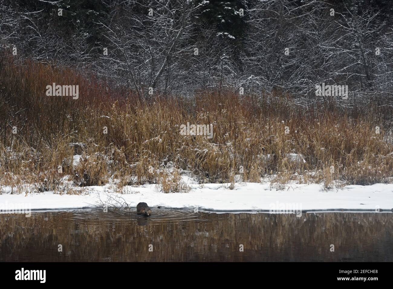 Beaver food cache hi-res stock photography and images - Alamy