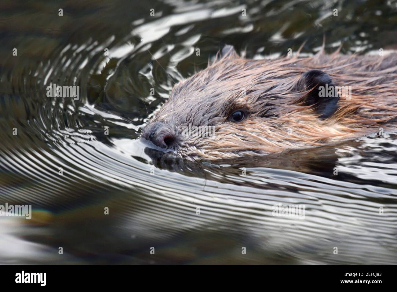 Beaver valley hi-res stock photography and images - Alamy