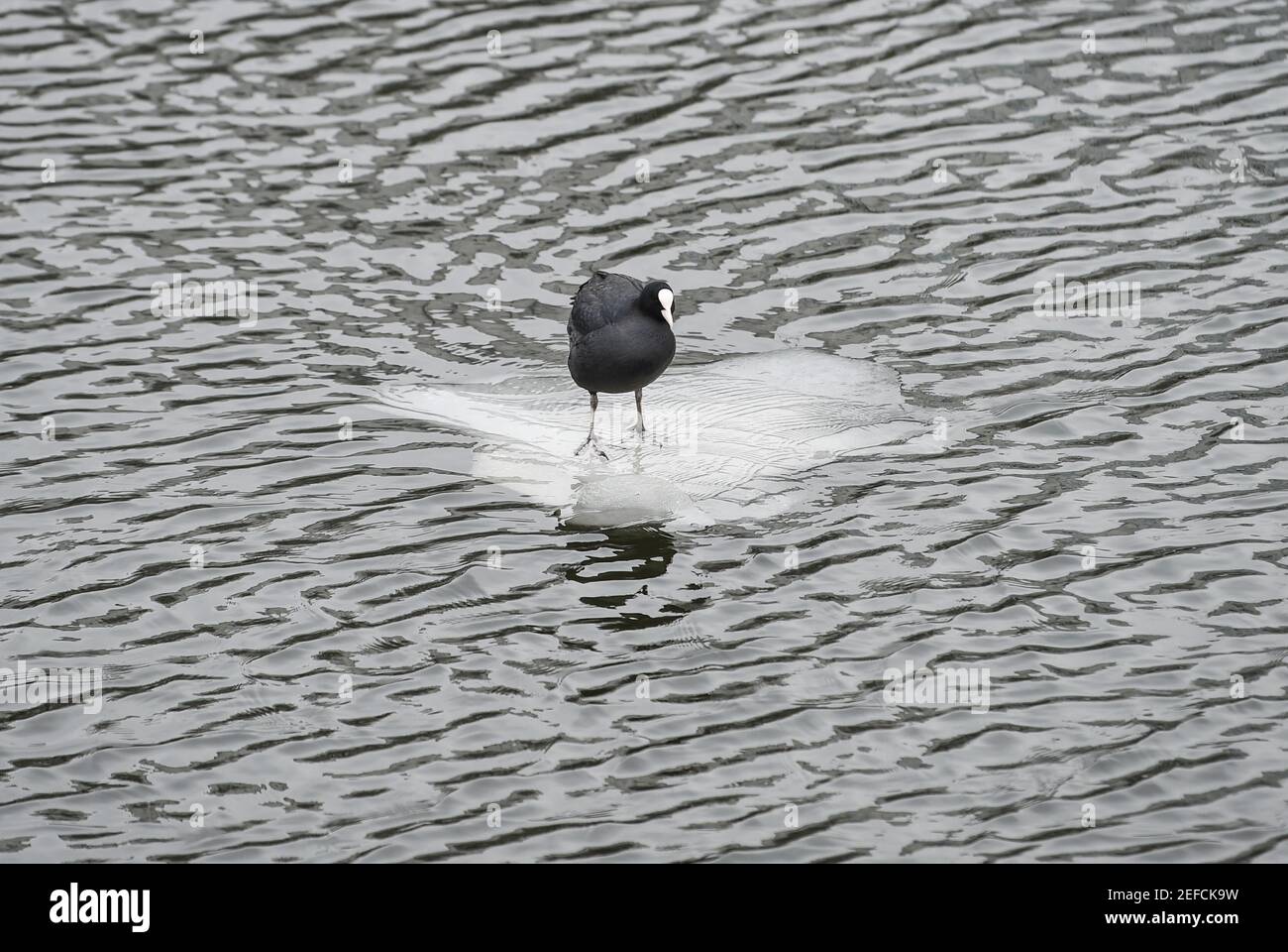Wind driven ice on hi-res stock photography and images - Alamy