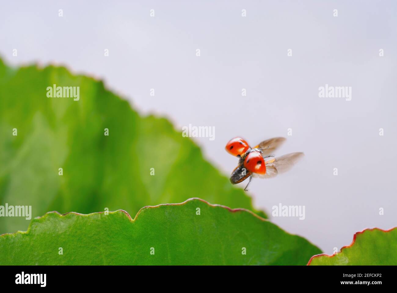 Ladybird insect flight flying hi-res stock photography and images - Alamy