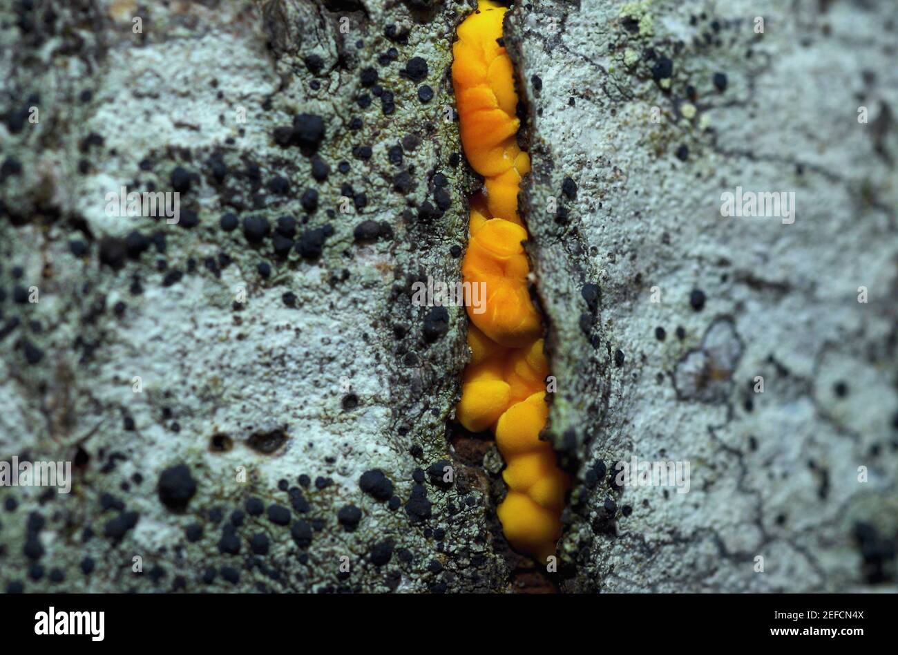 Fungus day hi-res stock photography and images - Alamy