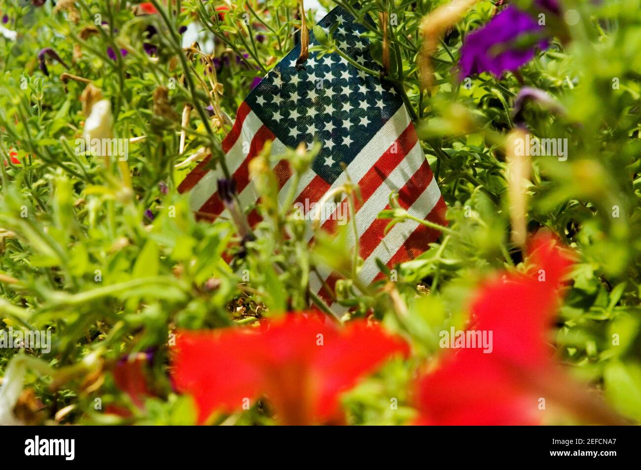 American flag star field hi-res stock photography and images - Alamy