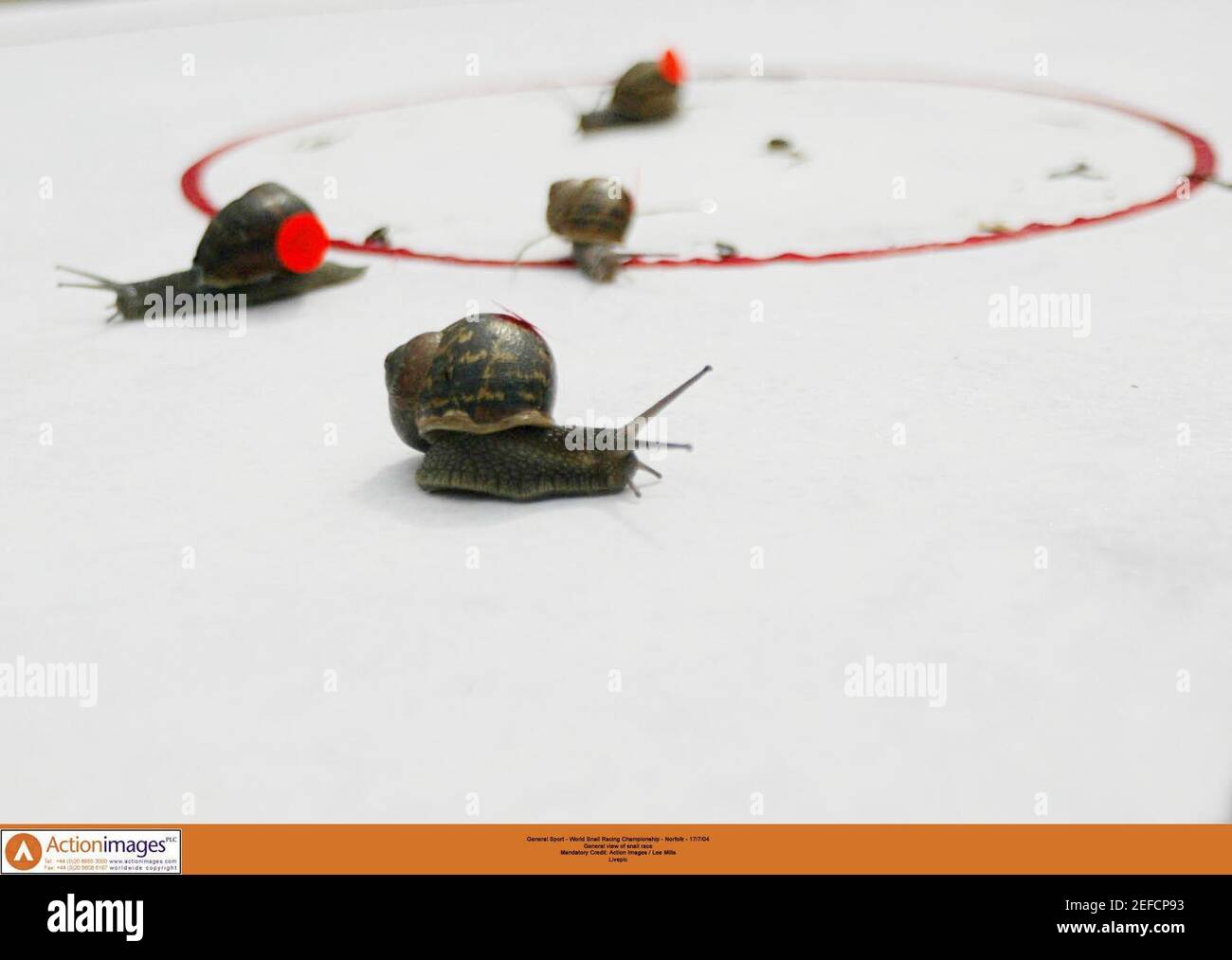 World snail racing hi-res stock photography and images - Alamy