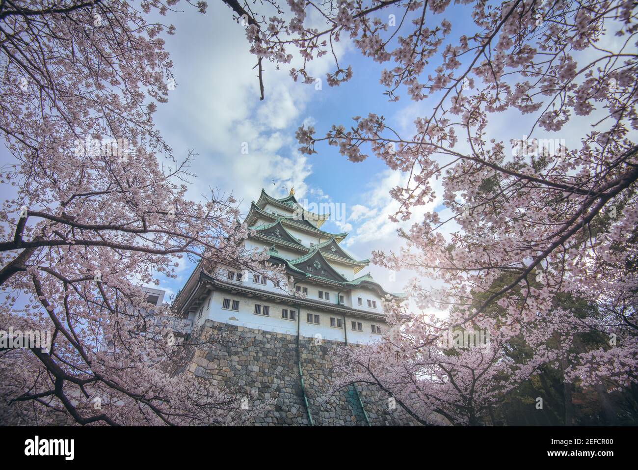 Sakura blooming in spring at Nagoya Castle.Nagoya Castle built on 1610 ...