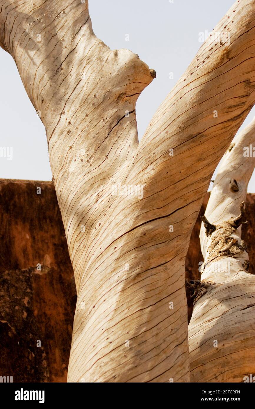Close-up of a tree, Jaigarh Fort, Jaipur, Rajasthan, India Stock Photo ...