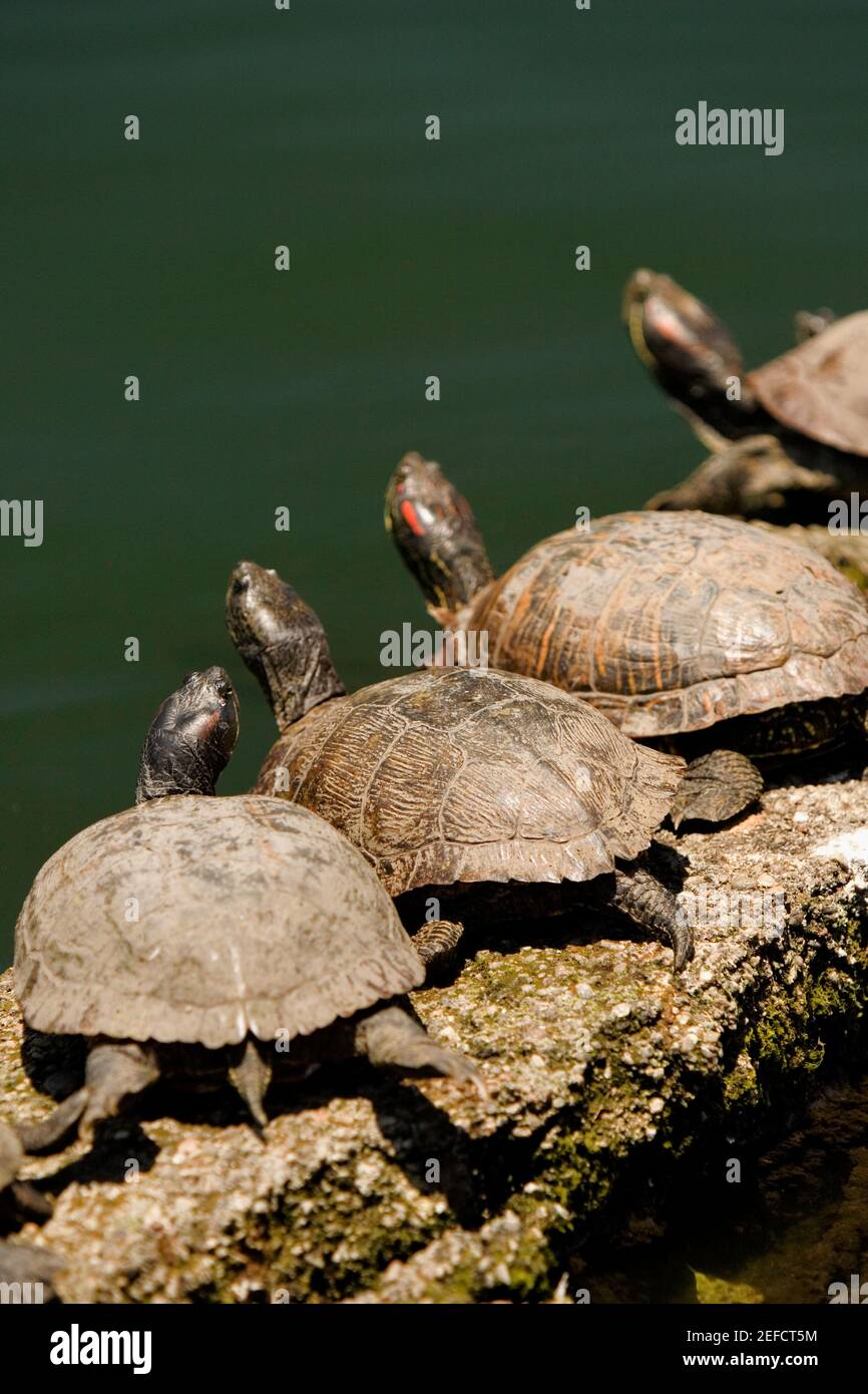 Turtles on a rock hi-res stock photography and images - Alamy