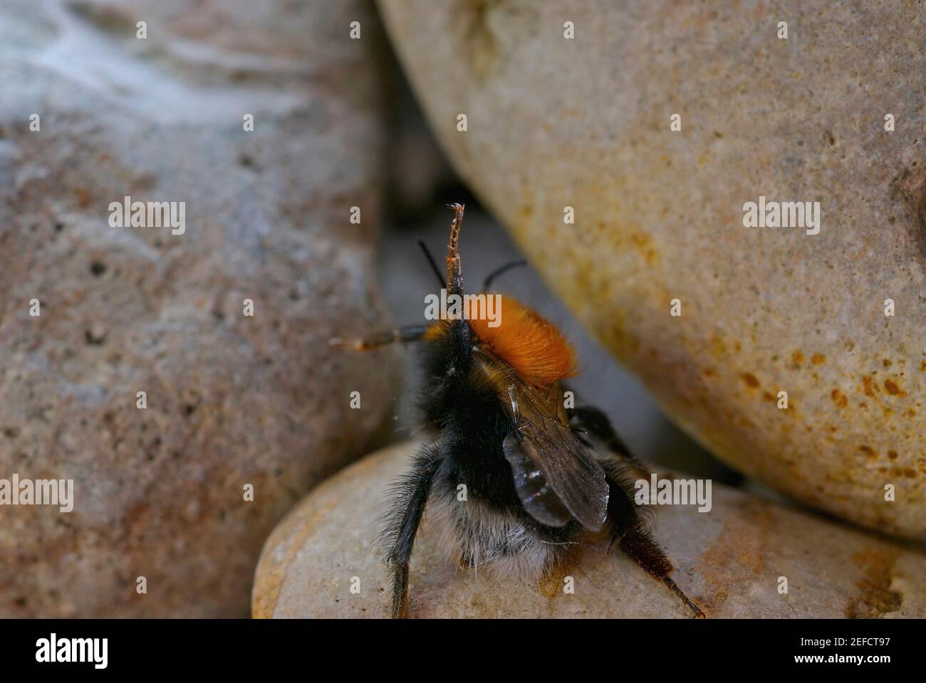 Bee wing close up image hi-res stock photography and images - Alamy