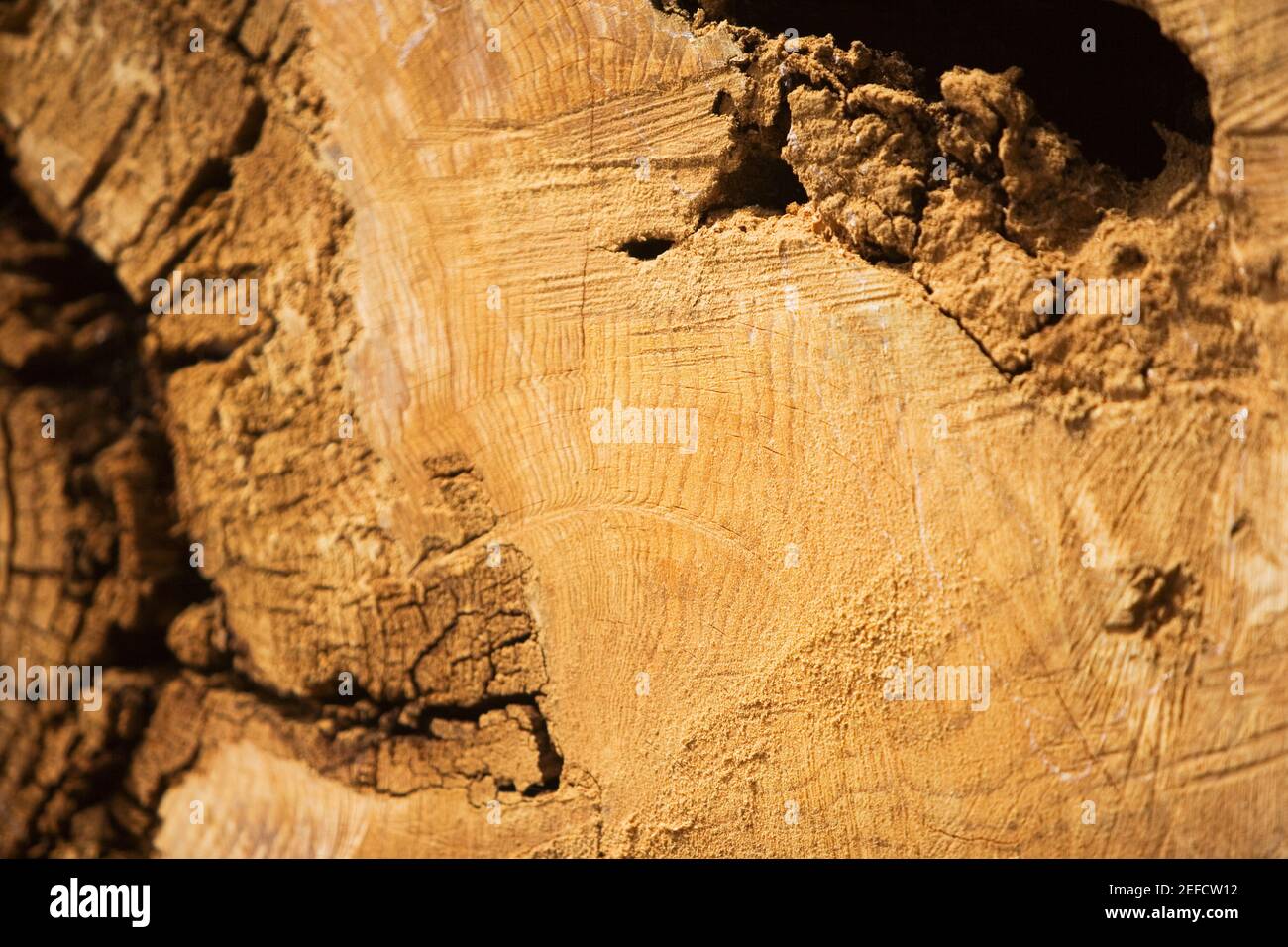Cracked log end hi-res stock photography and images - Alamy