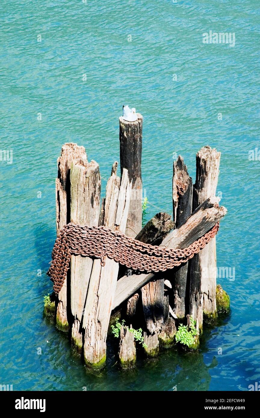 High angle view of wooden posts tied in chain, Chicago River, Chicago ...