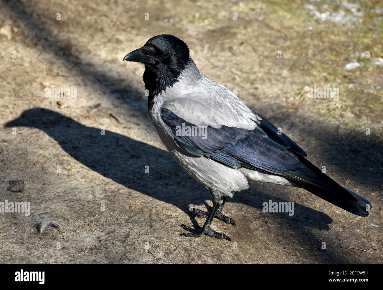 Gray crow hi-res stock photography and images - Alamy