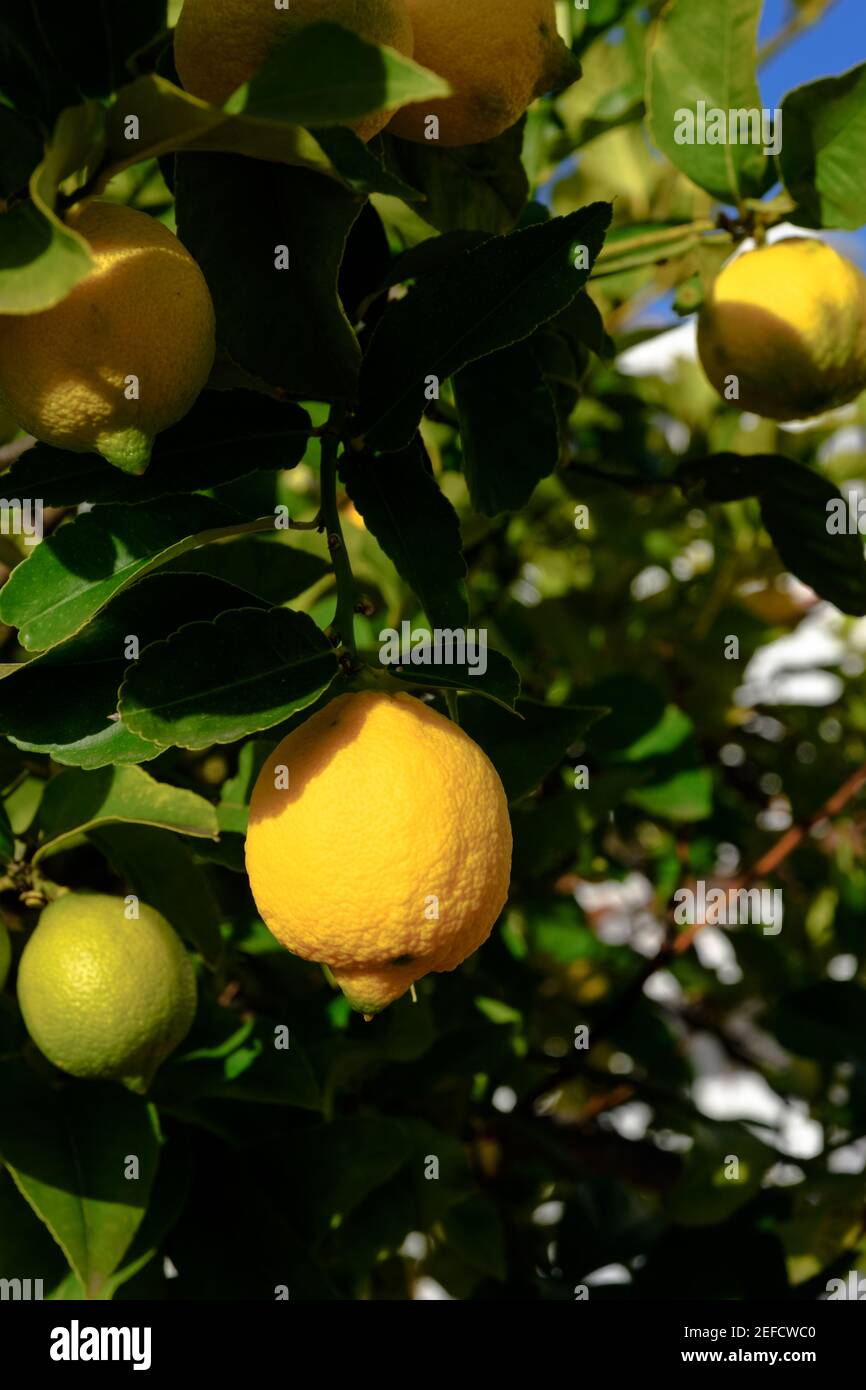 Lemon tree in Axarquia, Malaga, Andalucía, Costa del Sol, Spain Stock ...