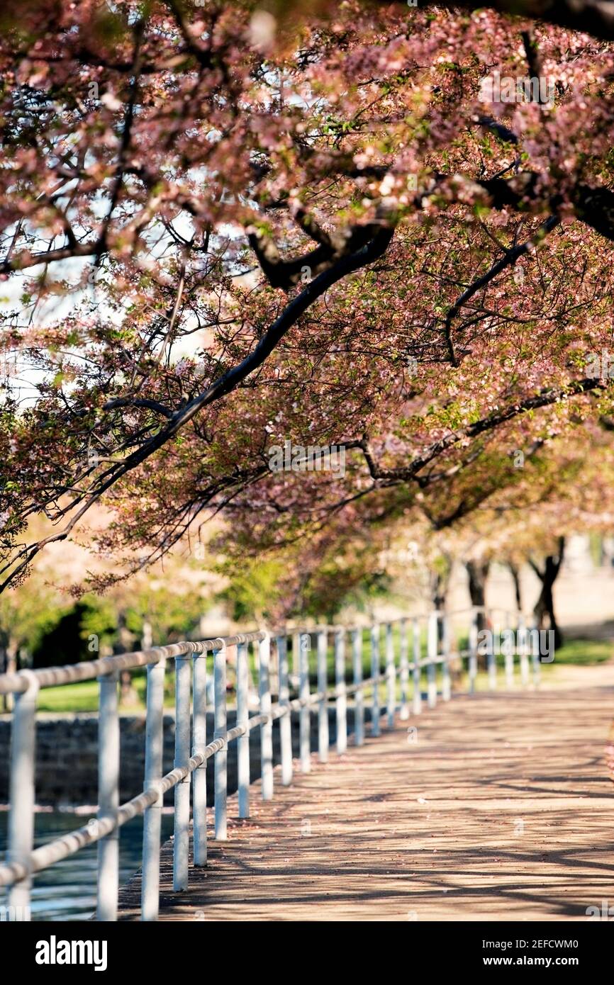 Blossomed Cherry trees in walkway around the Tidal Basin, Washington DC ...
