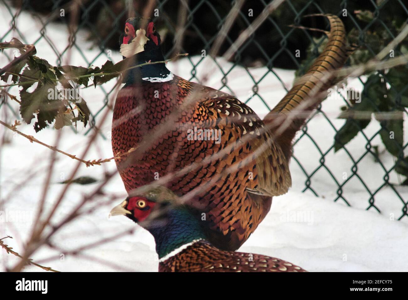 Ring necked pheasants hi-res stock photography and images - Alamy