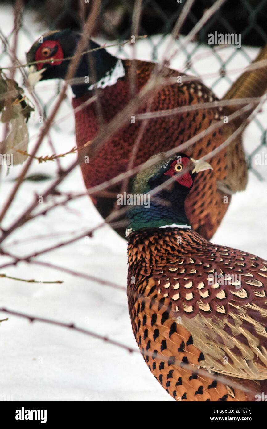Ring necked pheasants hi-res stock photography and images - Alamy