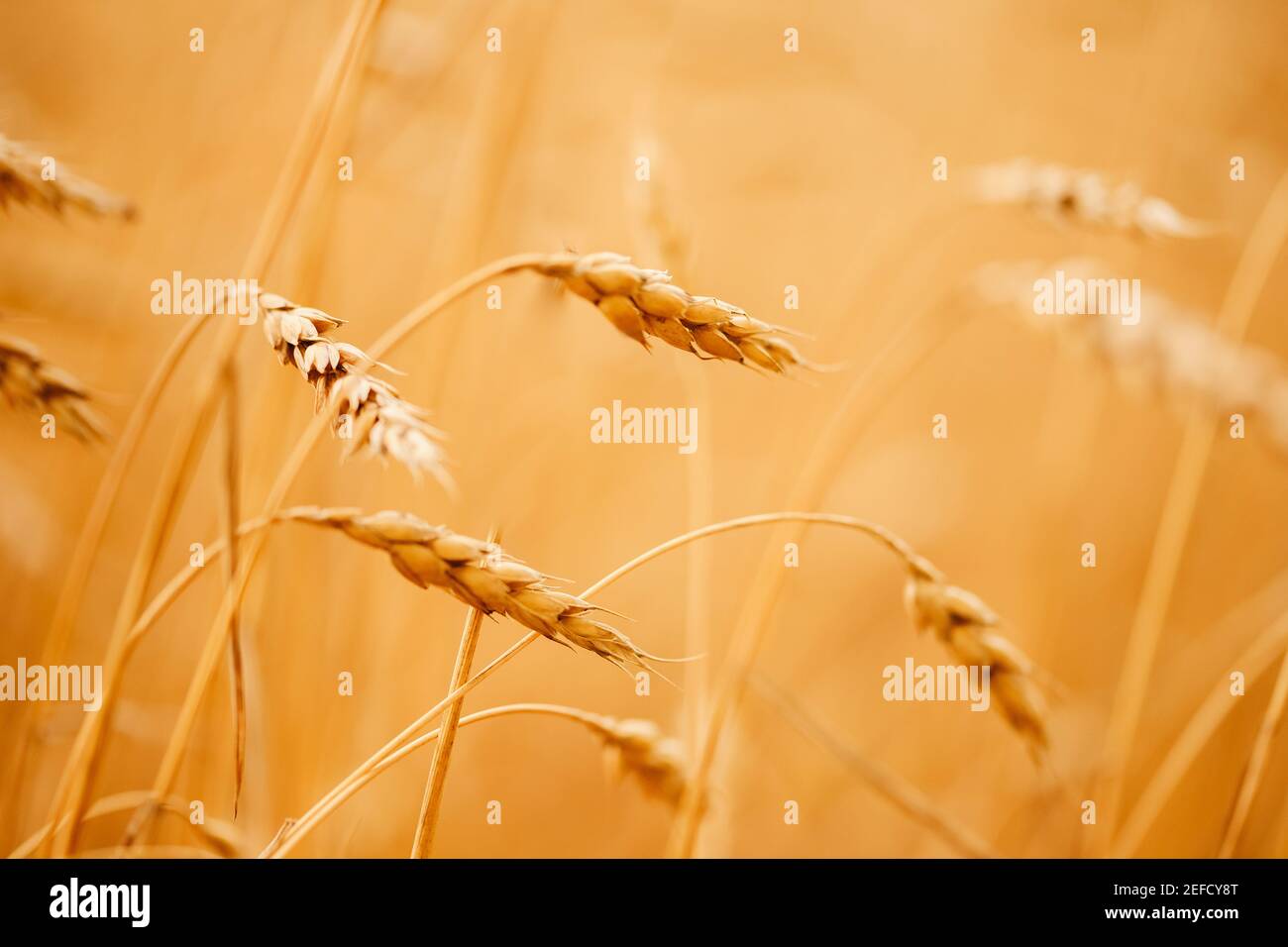 Macro photo of golden barley in farming field Stock Photo - Alamy