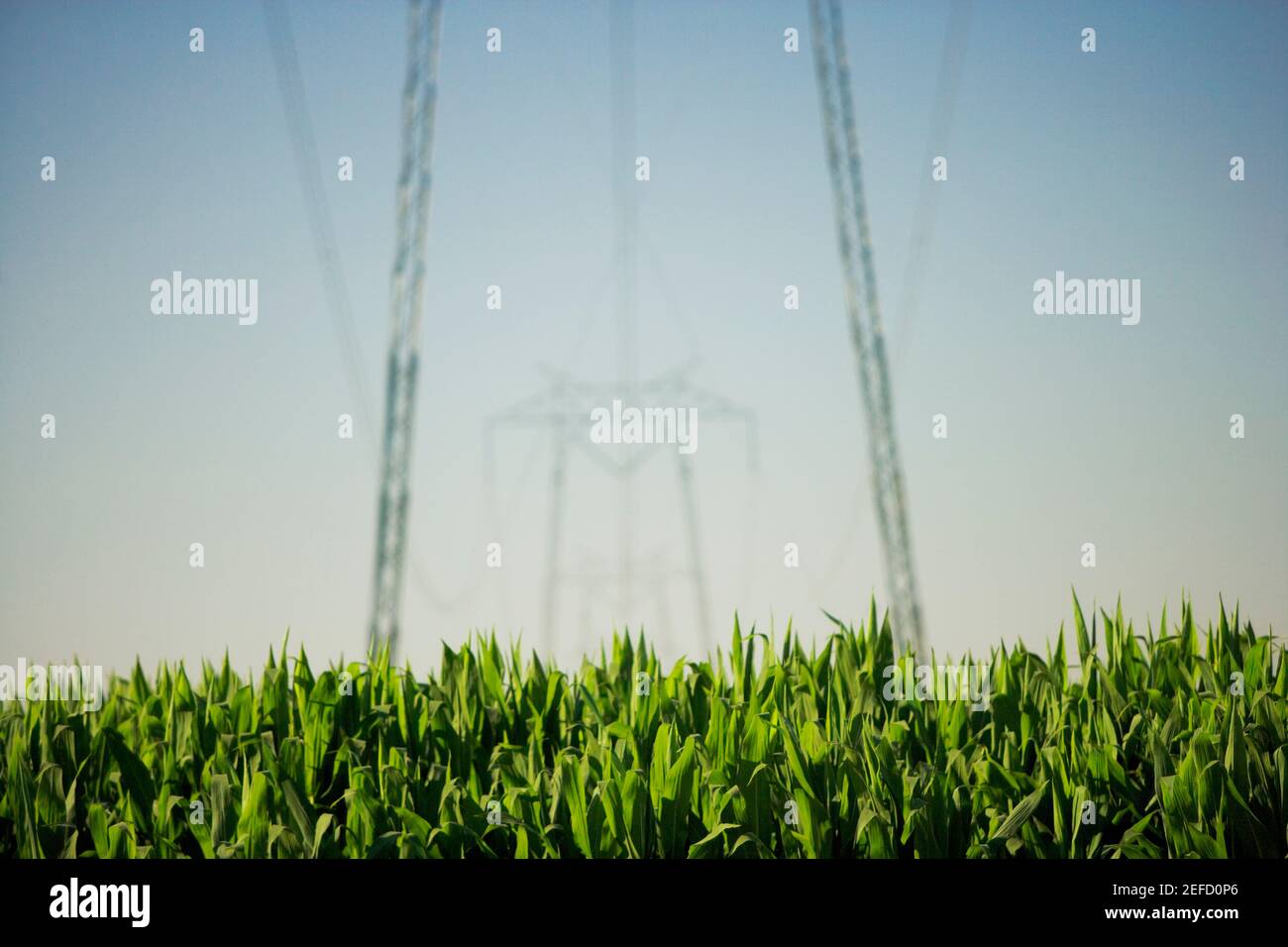 Electricity pylon in a farm Stock Photo - Alamy