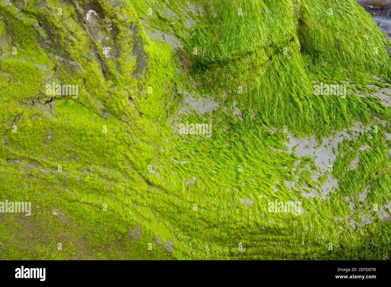 Close up of moss on rocks Stock Photo - Alamy