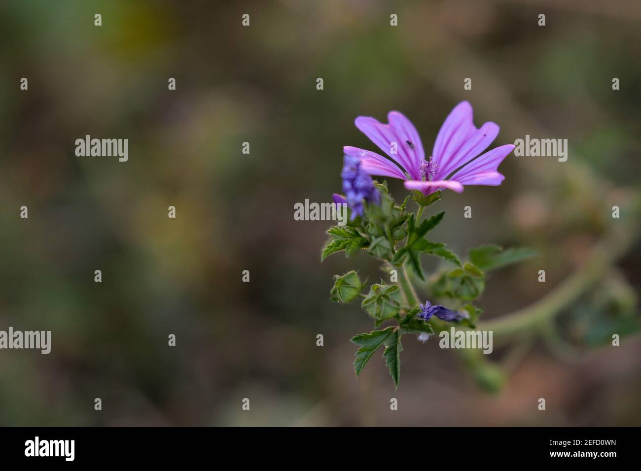Selective focus shot of Malva sylvestris medicinal purple plant in the ...