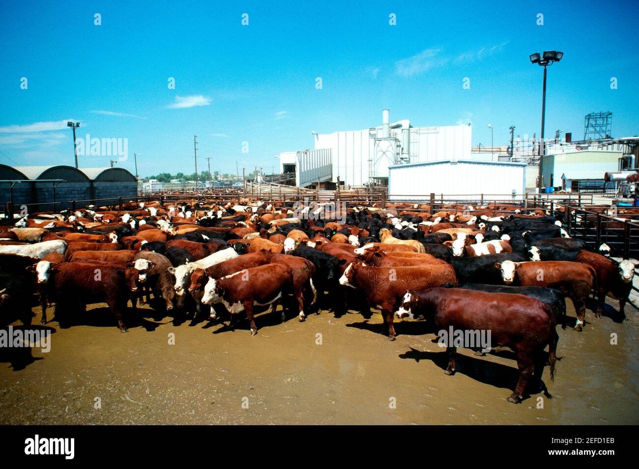 Monfort beef hi-res stock photography and images - Alamy