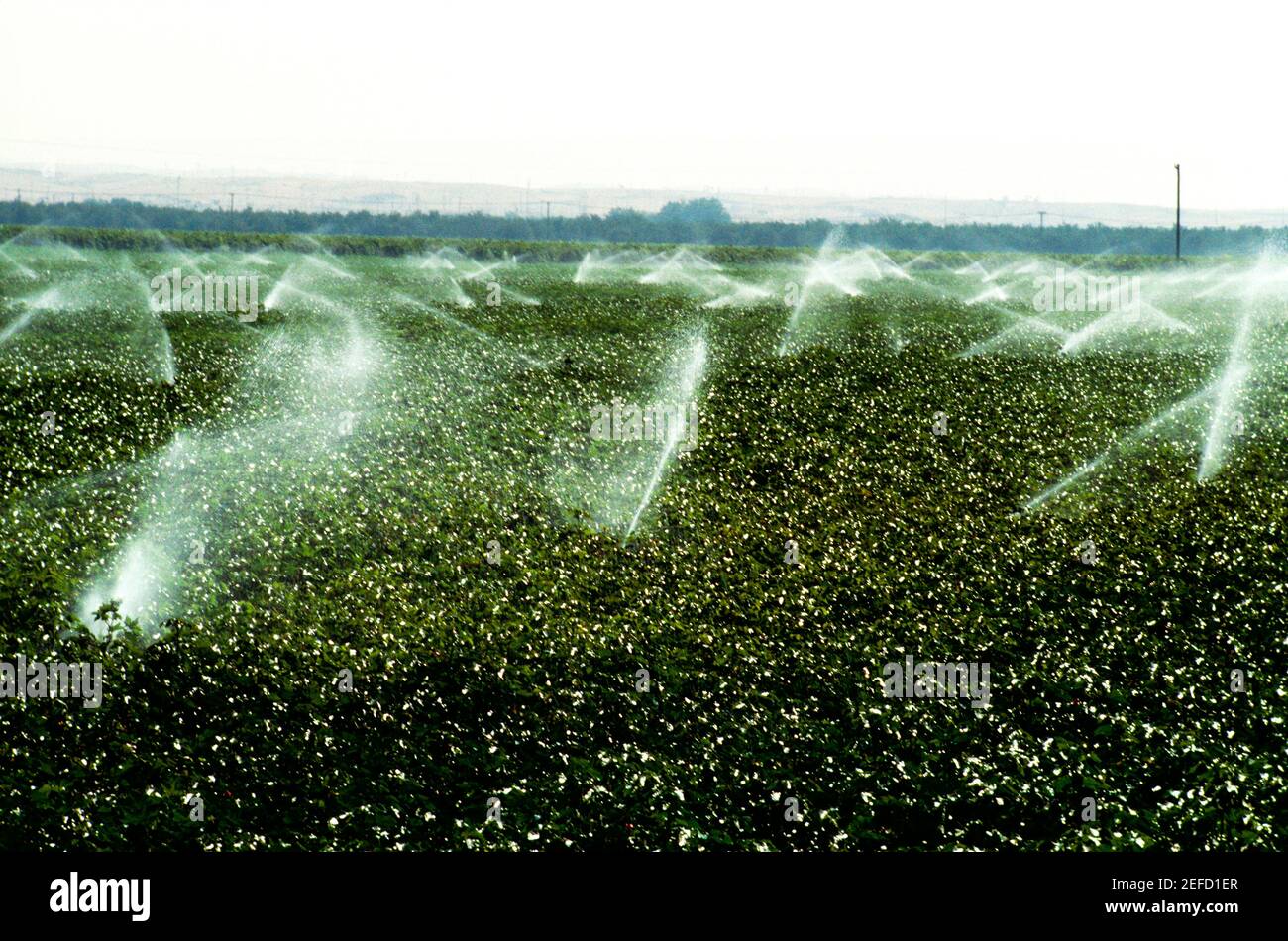 Irrigation of cotton Stock Photo - Alamy