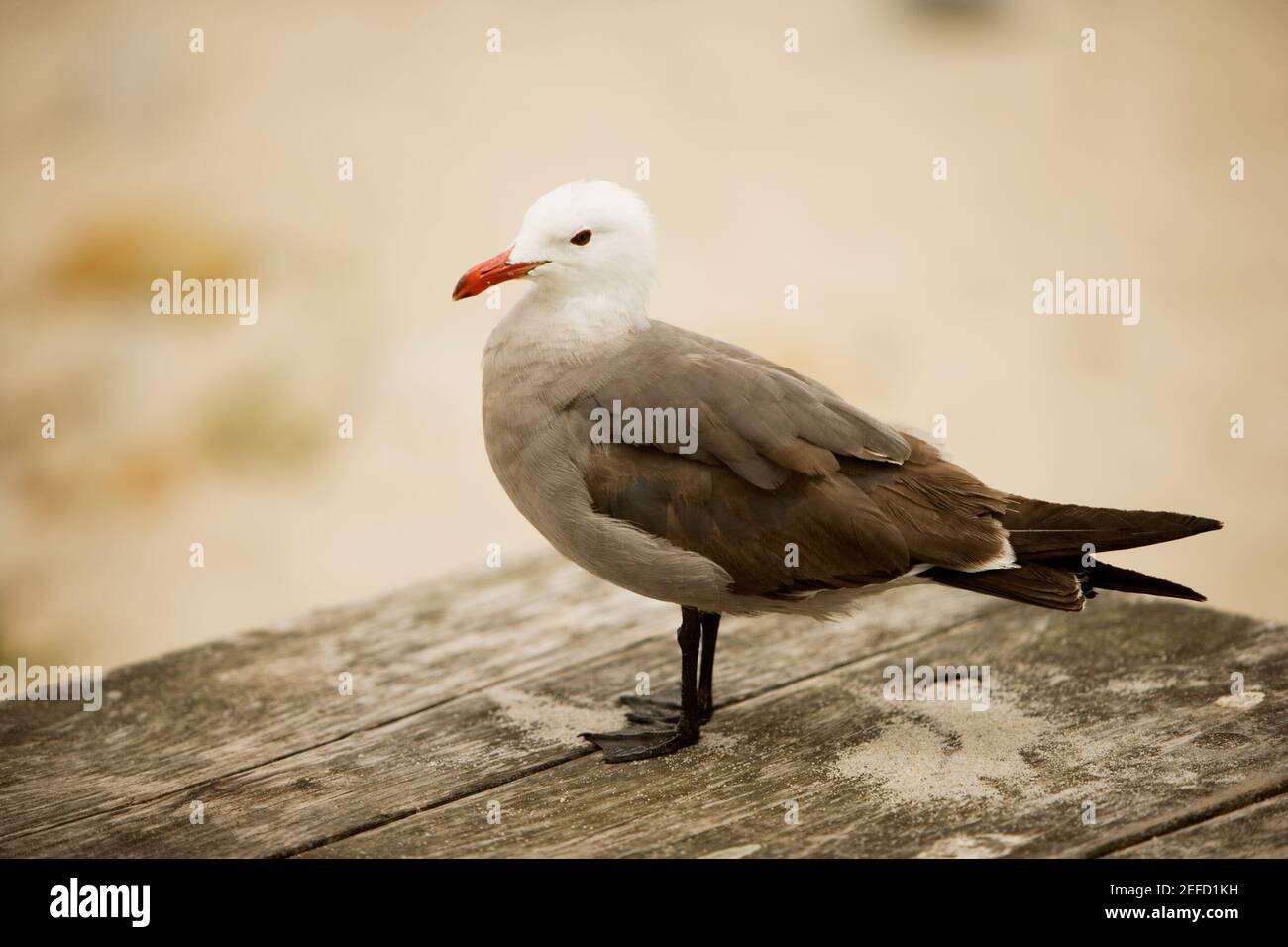 Close-up of a seagull Stock Photo - Alamy