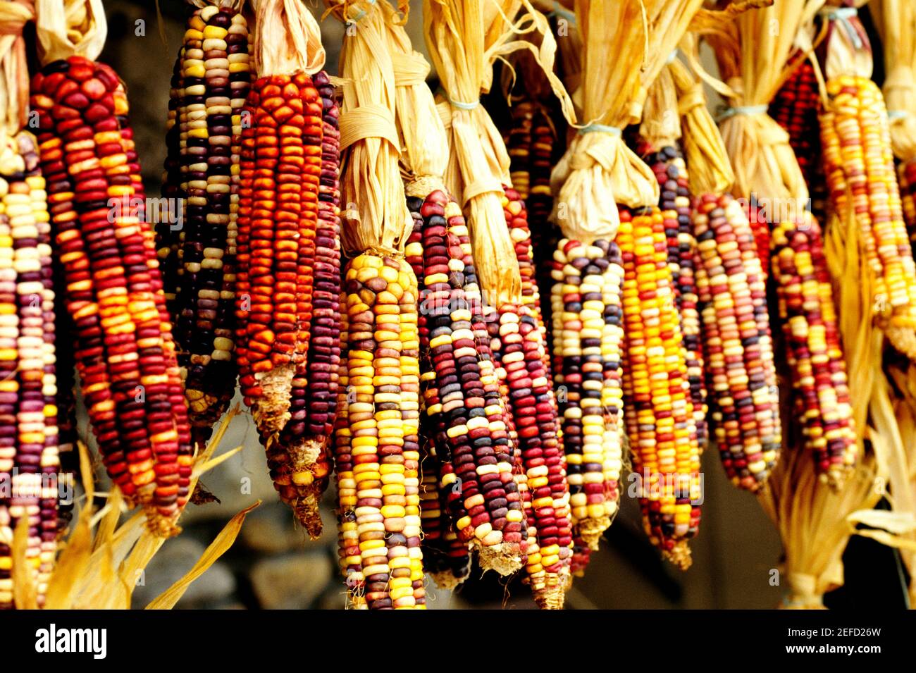 Closeup of colorful Indian corn in shop in Cherokee, North Carolina ...