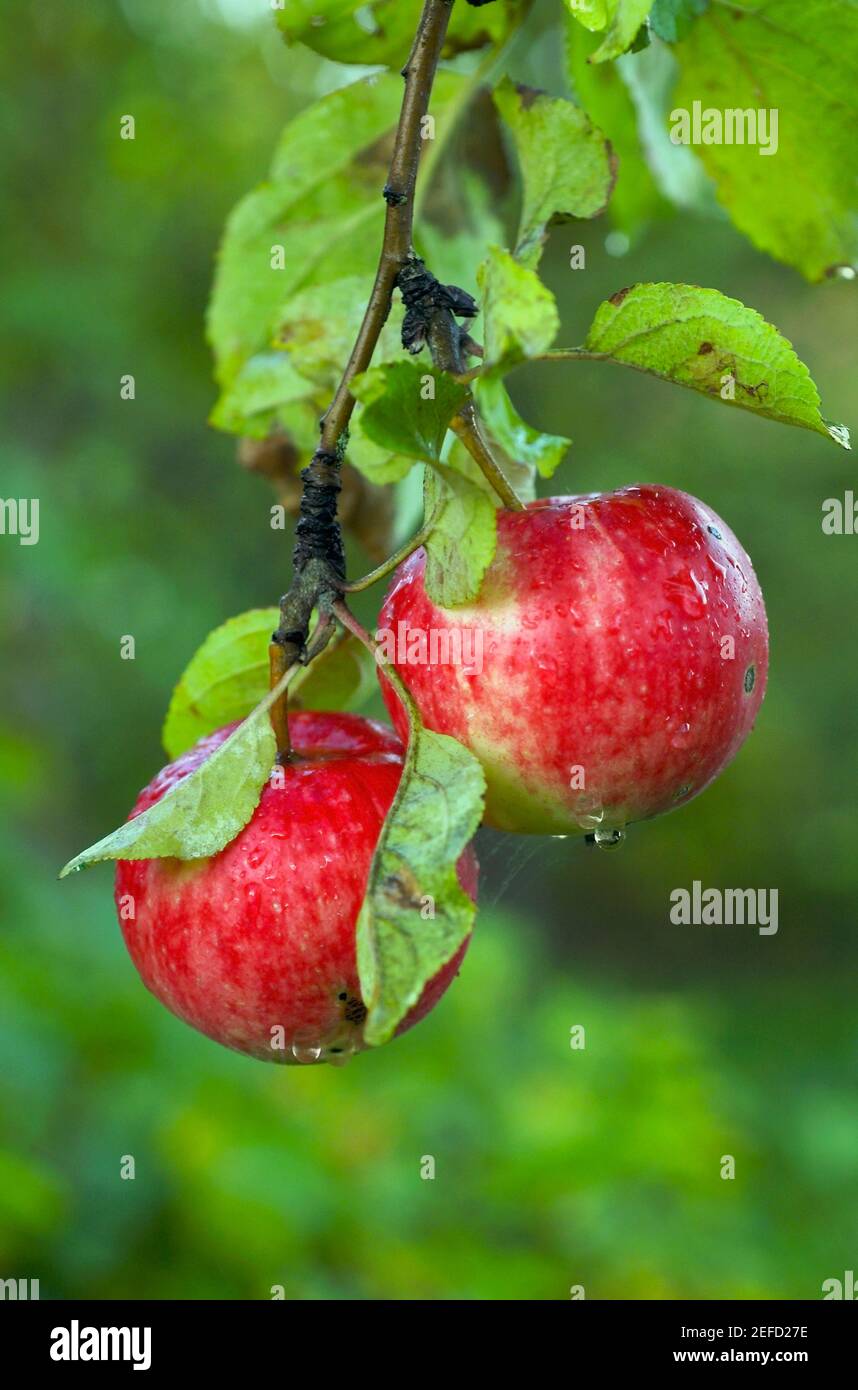 Two apples growing on branch hi-res stock photography and images - Alamy