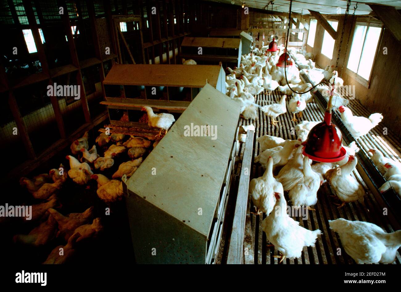Prime laying hen being grown on research farm,Pocomoke, Virginia Stock ...