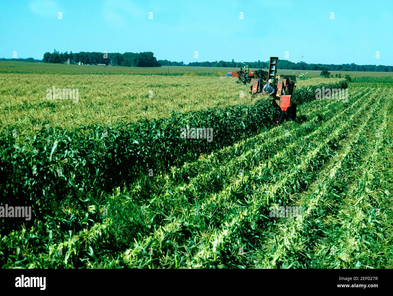 Farmers Picking sweet corn in the field, Minnesota Stock Photo - Alamy
