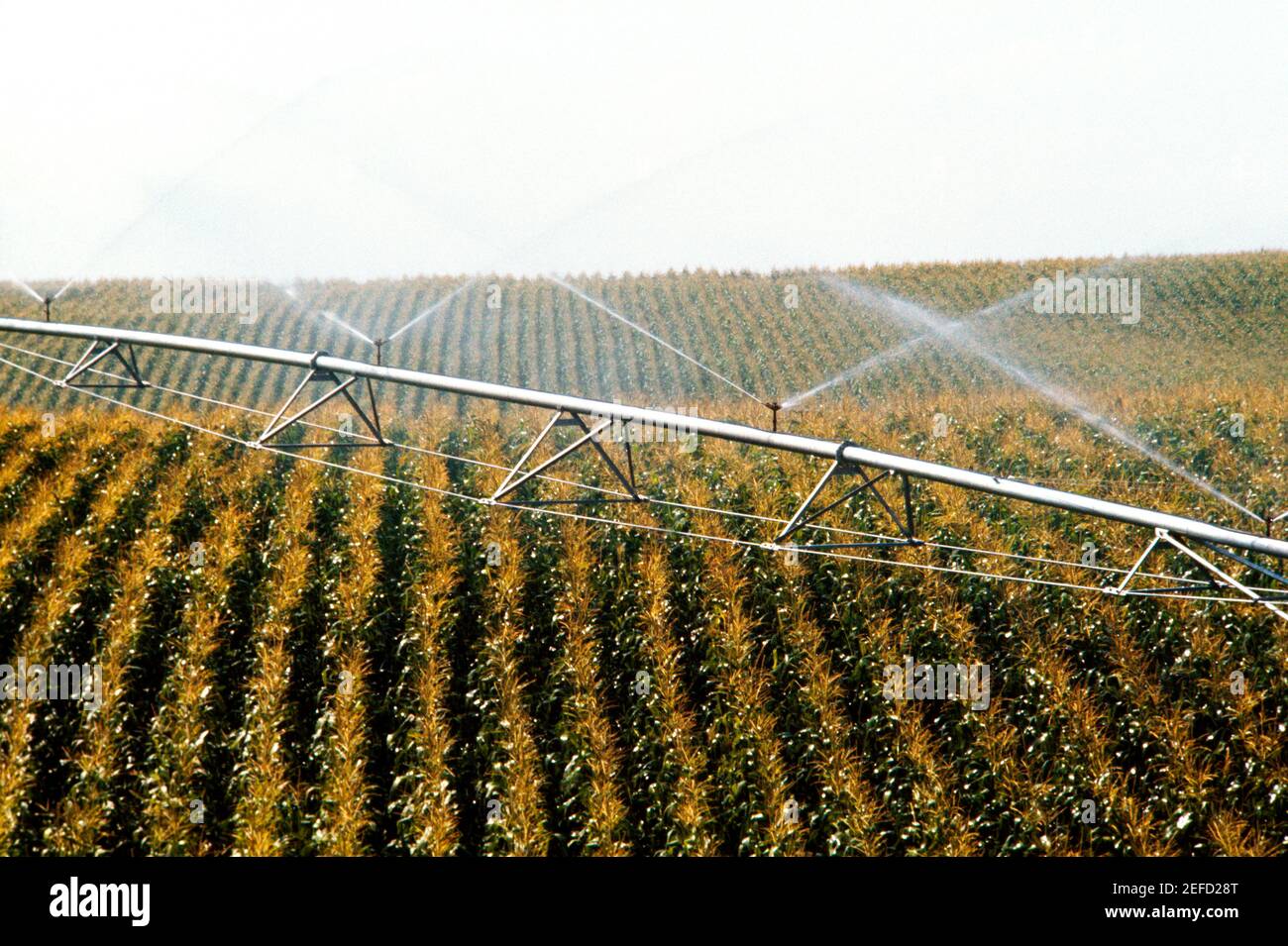 Irrigation system for corn field Stock Photo - Alamy