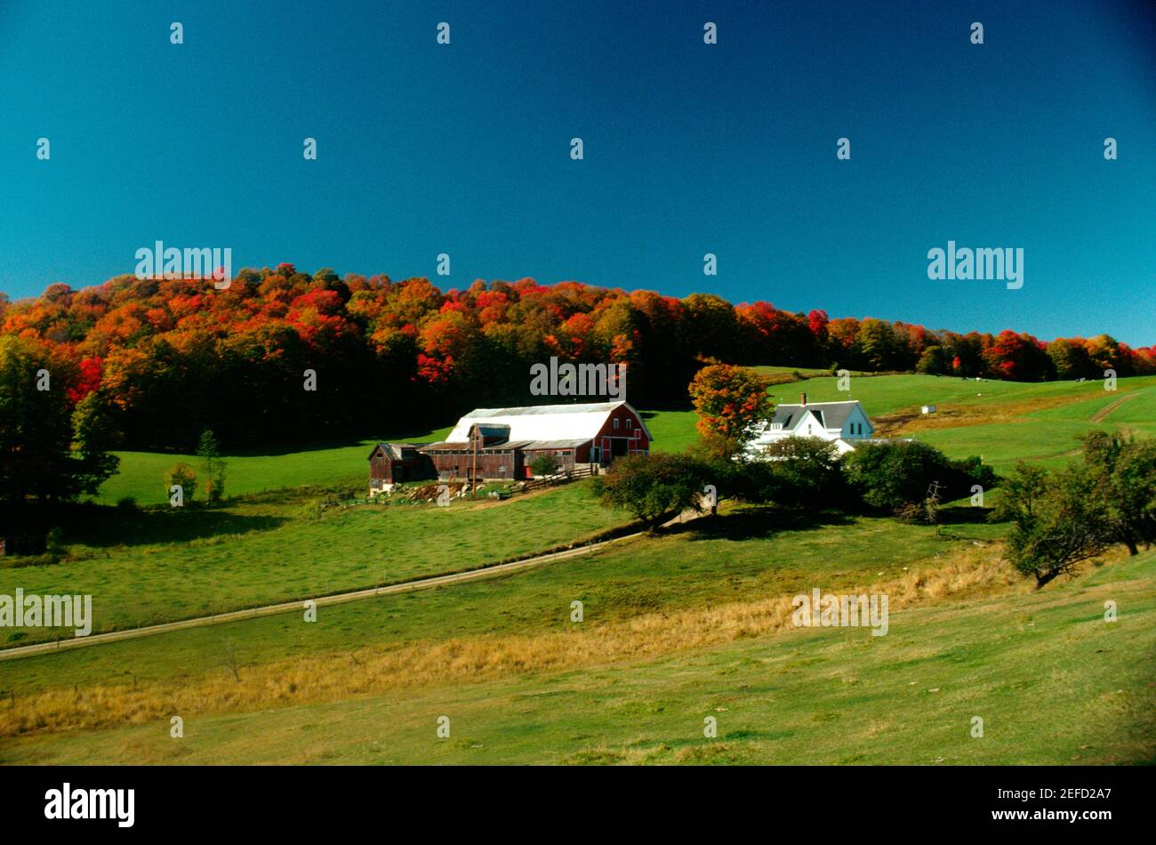 Farm scene with fall foliage & clear blue sky in Caledonia county ...