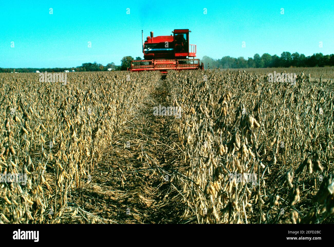 combine harvesting soy beans in MD Stock Photo - Alamy