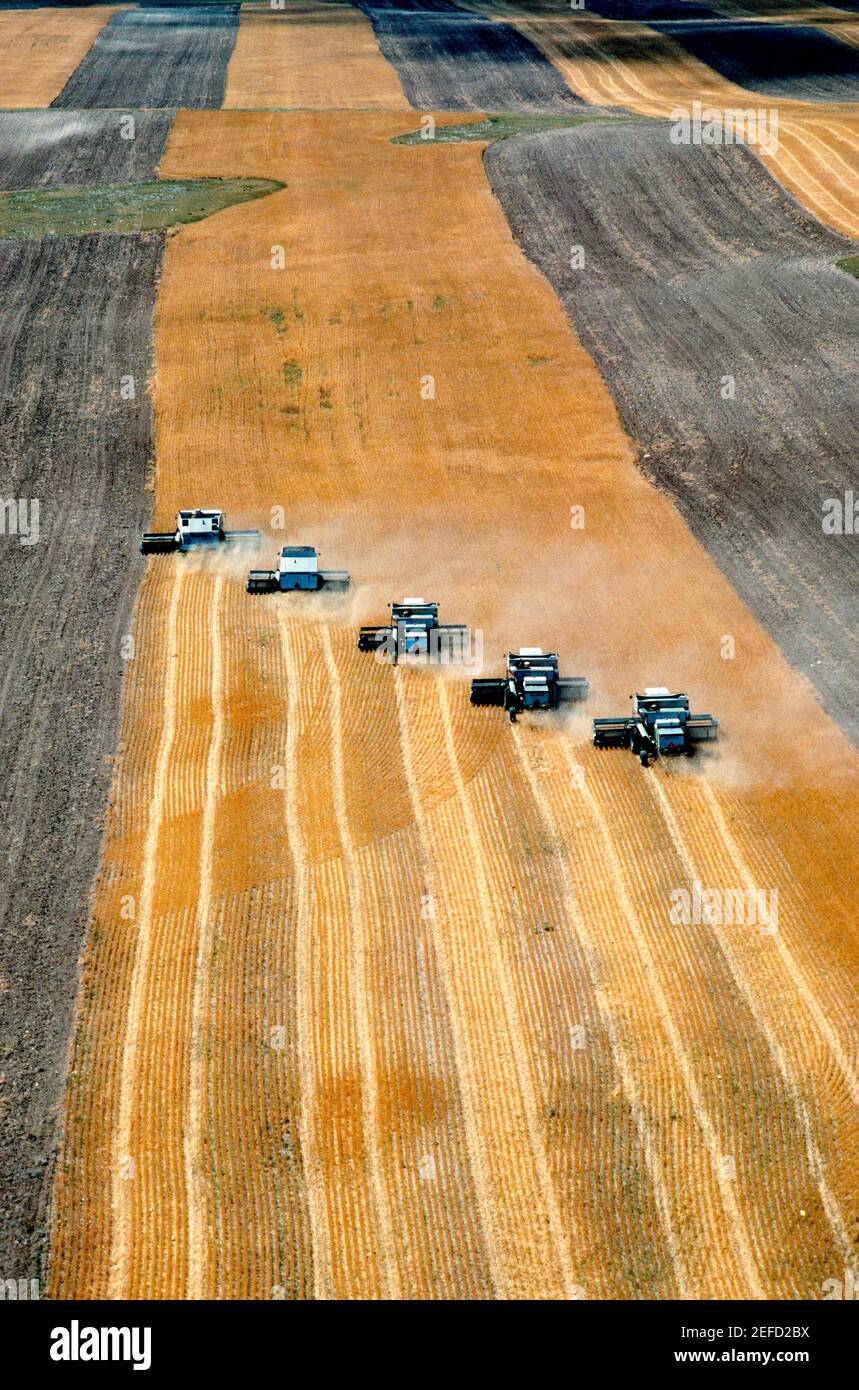 Aerial view of custom harvest combines harvesting wheat with five ...
