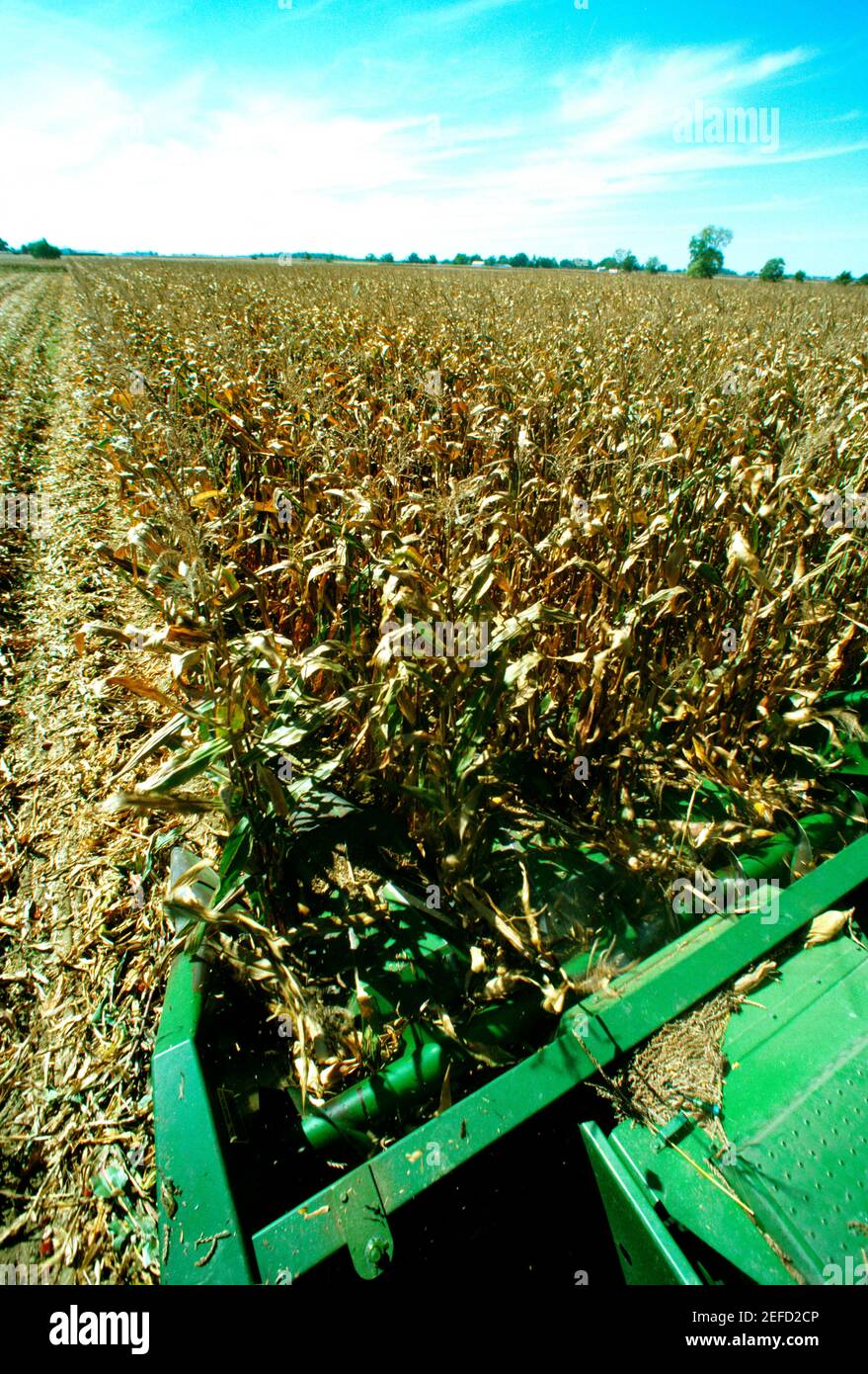 Side view of combine in corn field at harvest hi-res stock photography ...
