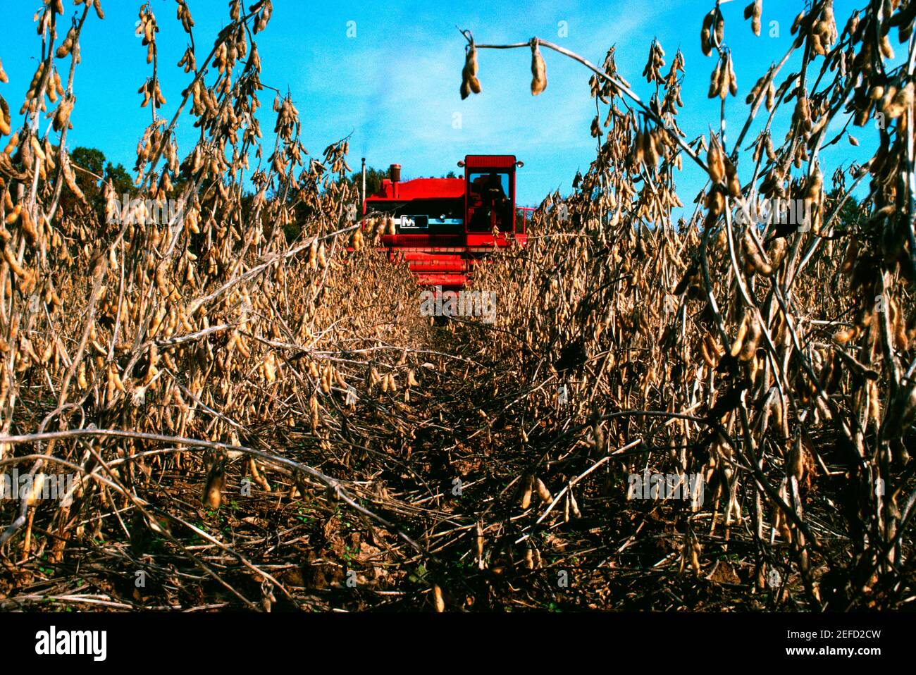 Combine harvester on soybean field hi-res stock photography and images ...