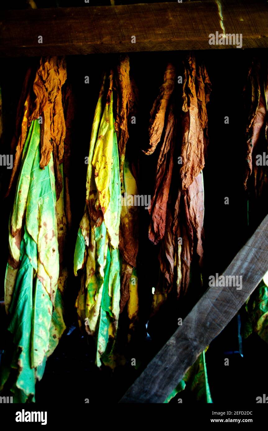 Maryland Tobacco curing in the barn, close-up shot of tobacco, Anne ...