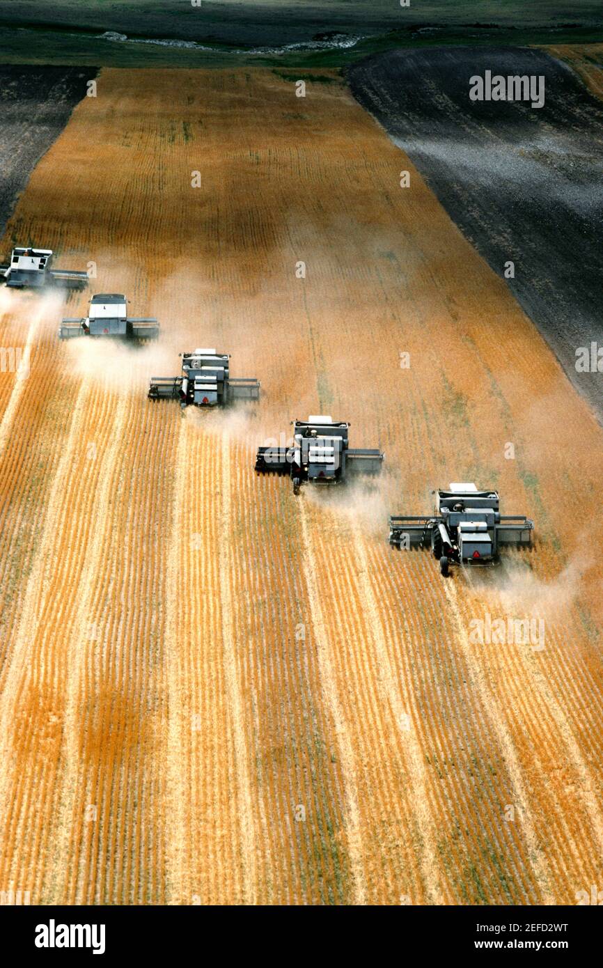 Aerial view of custom harvest combines harvesting wheat, five combines ...