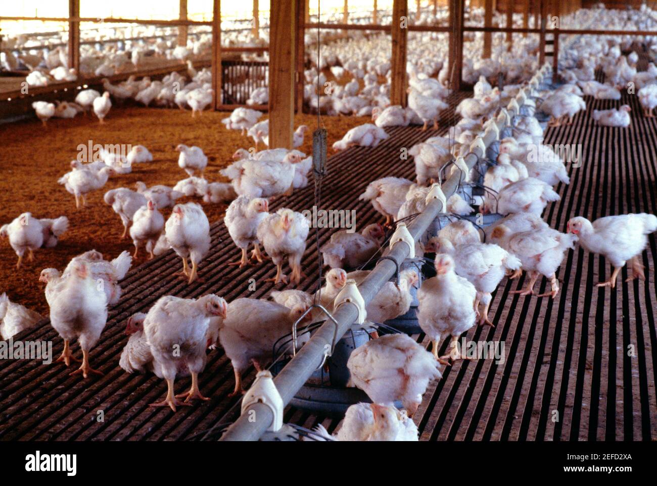 Chicken farm in Philippines Stock Photo - Alamy