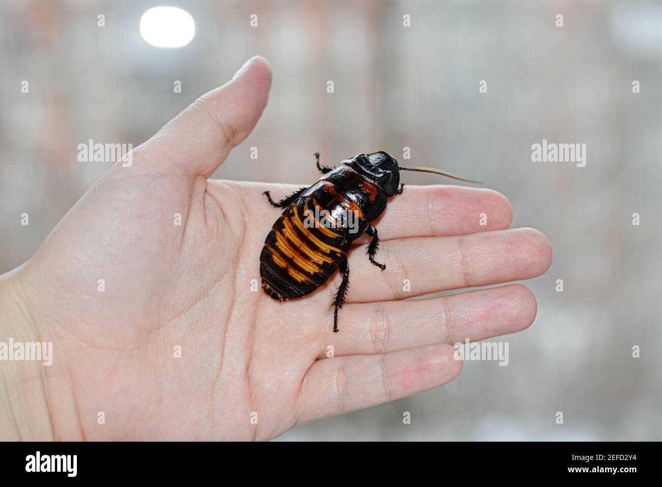 Beautiful huge Madagascar Hissing Cockroach crawls on human hand Stock ...