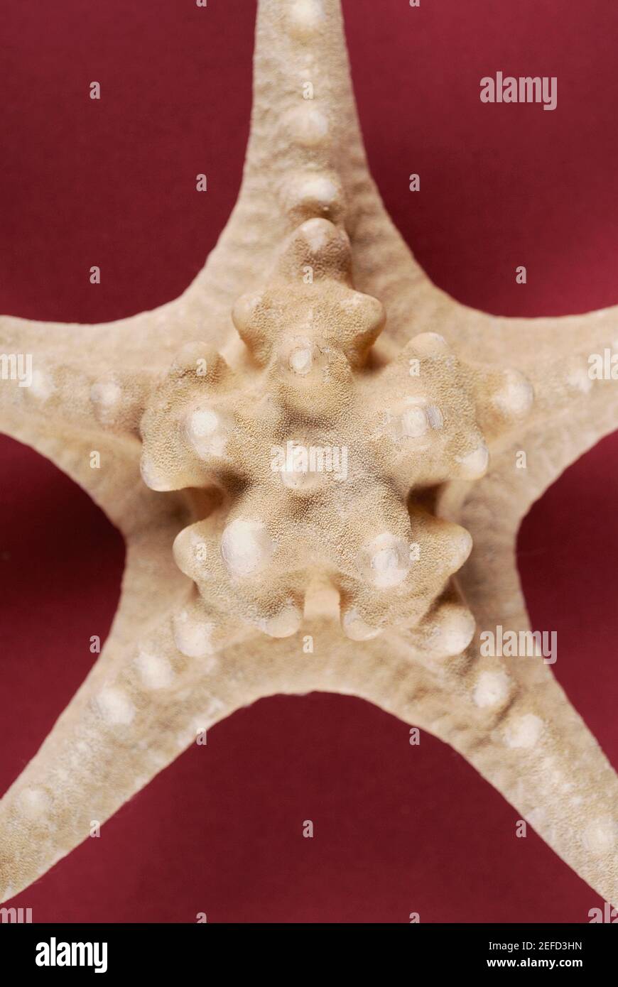 Close up shot starfish hi-res stock photography and images - Alamy